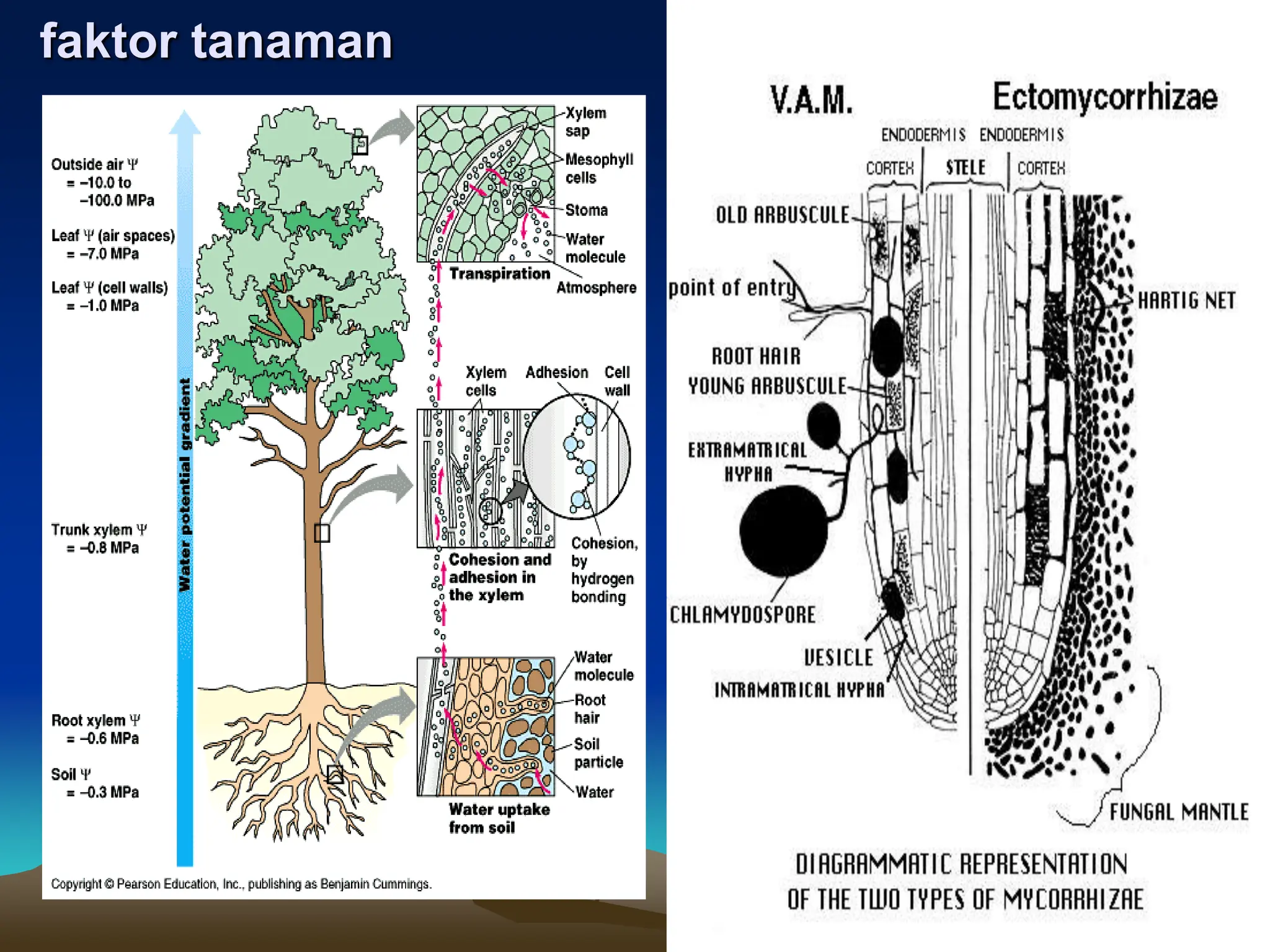 Pertemuan 4 (Penyerapan dan Pengangkutan Air).ppt