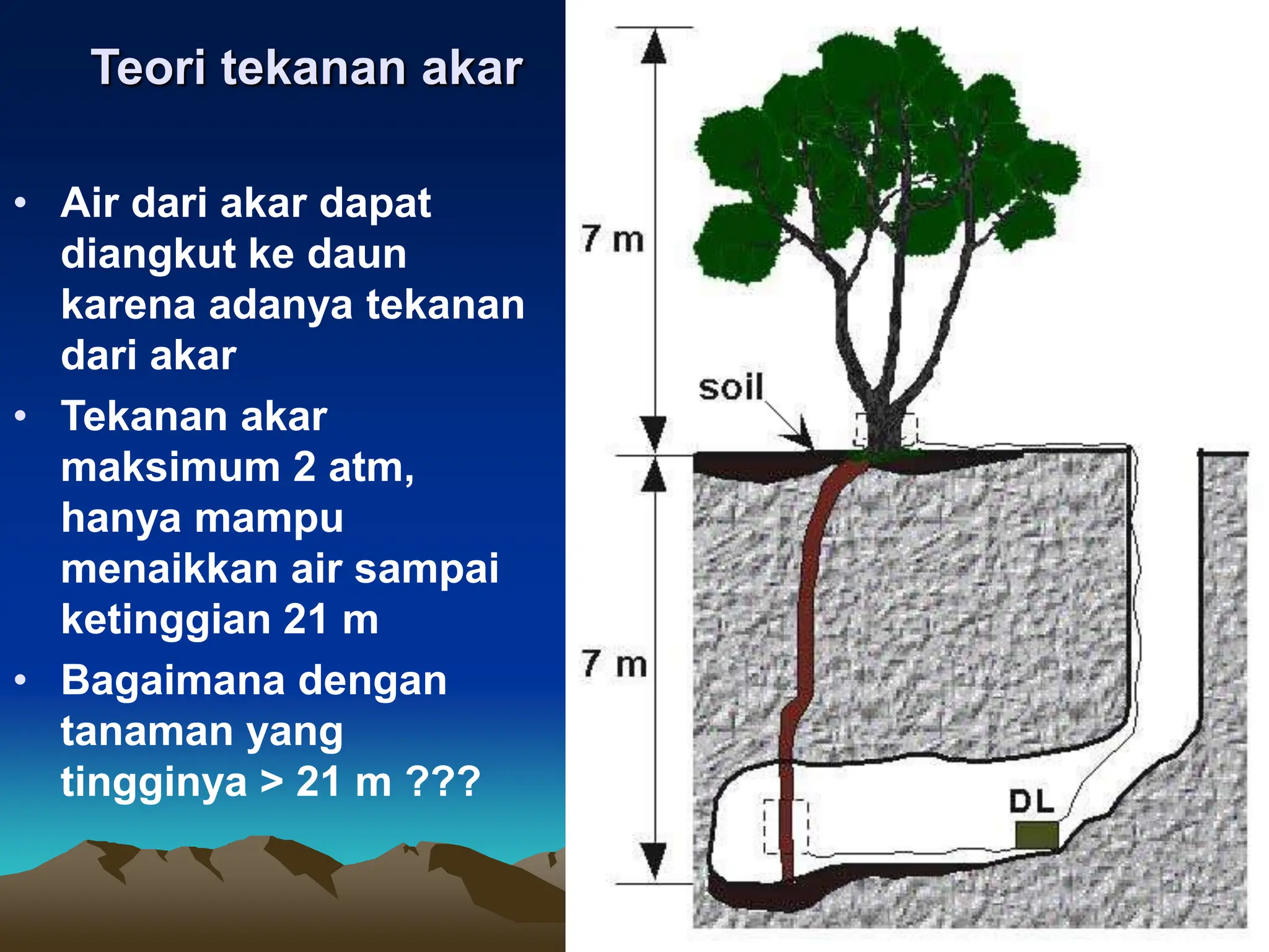 Pertemuan 4 (Penyerapan dan Pengangkutan Air).ppt