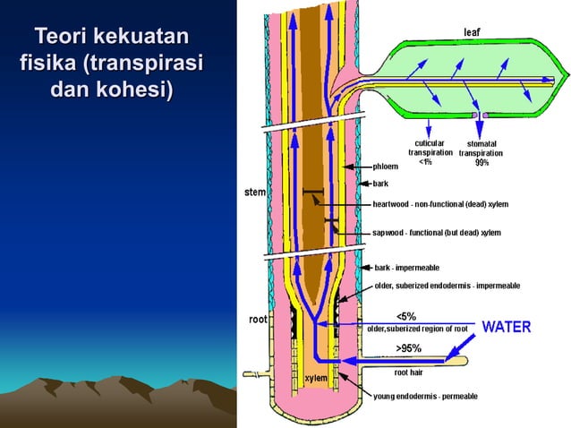 Pertemuan 4 (Penyerapan dan Pengangkutan Air).ppt