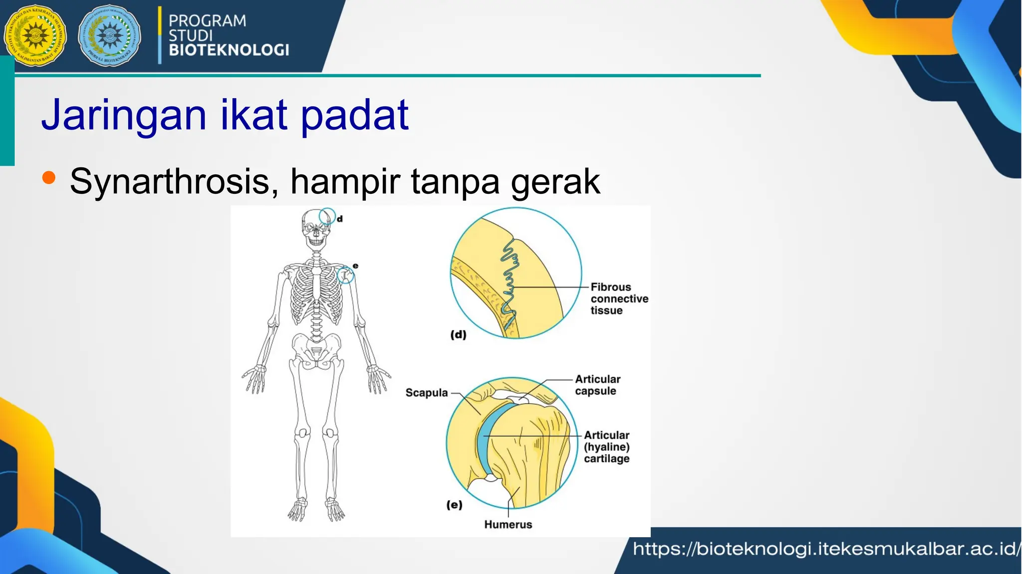 Anatomi dan Fisiologi Hewan Pertemuan 4 (Sistem Rangka).pptx