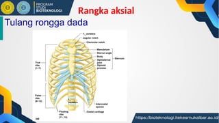 Anatomi dan Fisiologi Hewan Pertemuan 4 (Sistem Rangka).pptx
