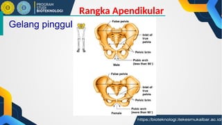 Anatomi dan Fisiologi Hewan Pertemuan 4 (Sistem Rangka).pptx