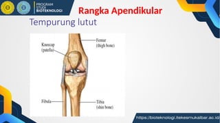 Anatomi dan Fisiologi Hewan Pertemuan 4 (Sistem Rangka).pptx