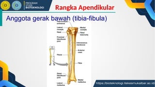 Anatomi dan Fisiologi Hewan Pertemuan 4 (Sistem Rangka).pptx