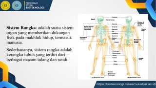 Anatomi dan Fisiologi Hewan Pertemuan 4 (Sistem Rangka).pptx