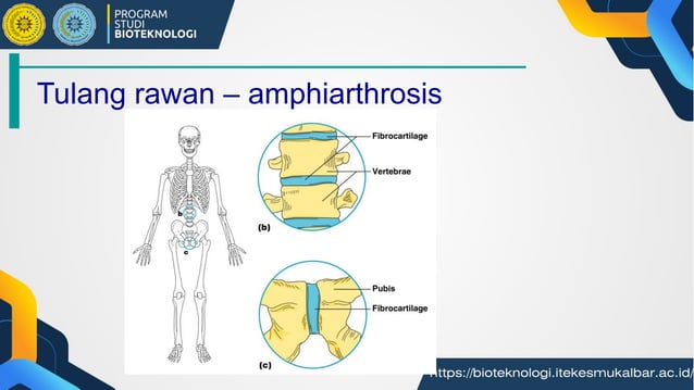 Anatomi dan Fisiologi Hewan Pertemuan 4 (Sistem Rangka).pptx