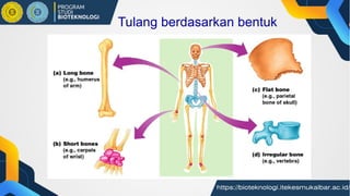 Anatomi dan Fisiologi Hewan Pertemuan 4 (Sistem Rangka).pptx