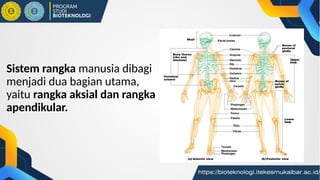 Anatomi dan Fisiologi Hewan Pertemuan 4 (Sistem Rangka).pptx