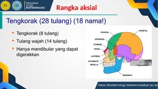 Anatomi dan Fisiologi Hewan Pertemuan 4 (Sistem Rangka).pptx
