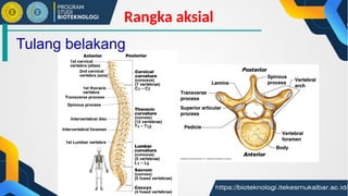 Anatomi dan Fisiologi Hewan Pertemuan 4 (Sistem Rangka).pptx