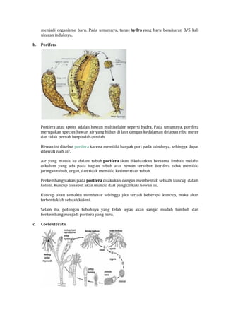 Pertemuan 4 Sistem reproduksi pada hewan | PDF