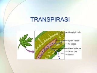 Fisiologi Tumbuhan Transpirasi dan gutasi.ppt