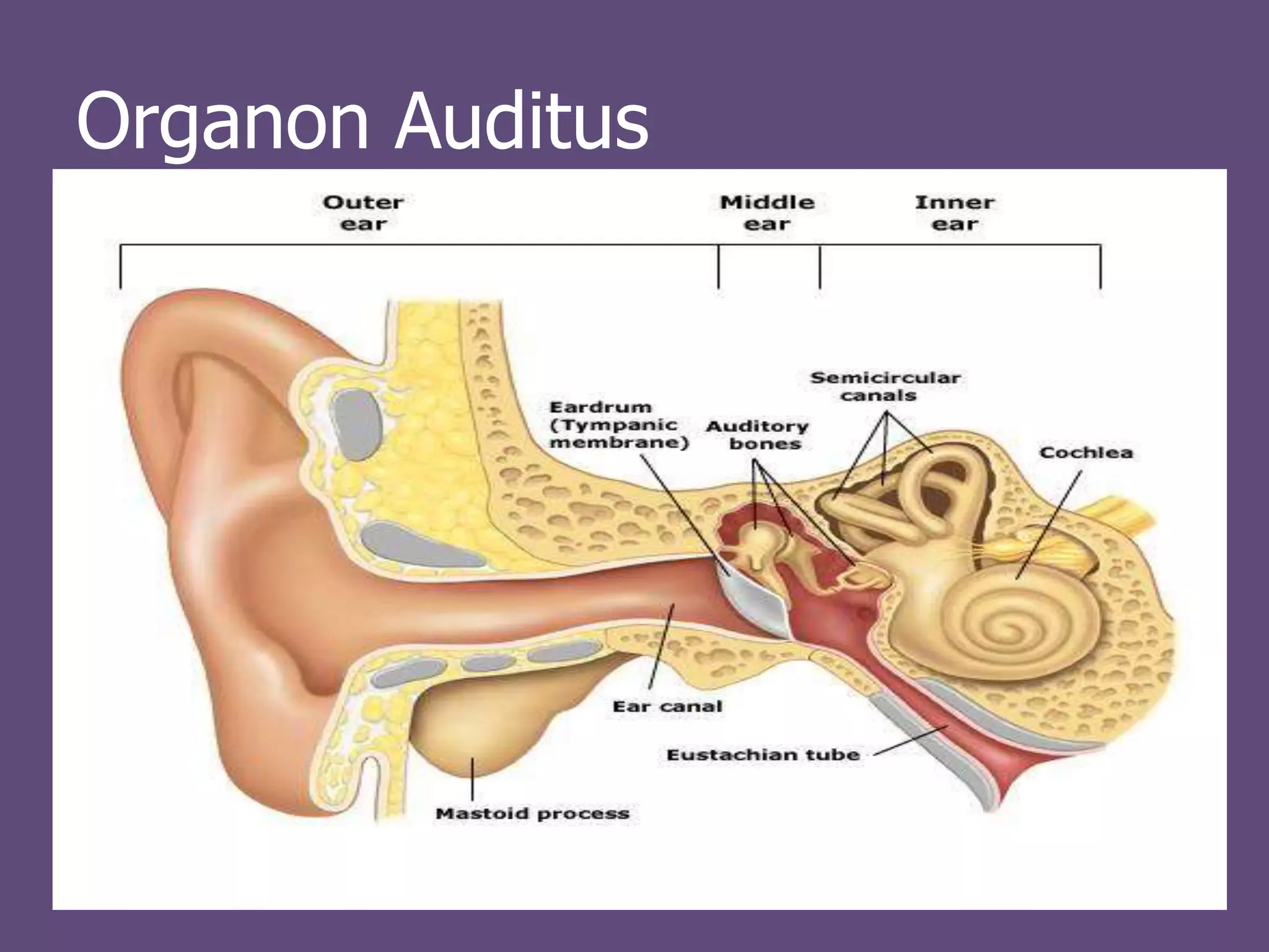 Materi Psikologi Faal Pertemuan 5 | PPTX