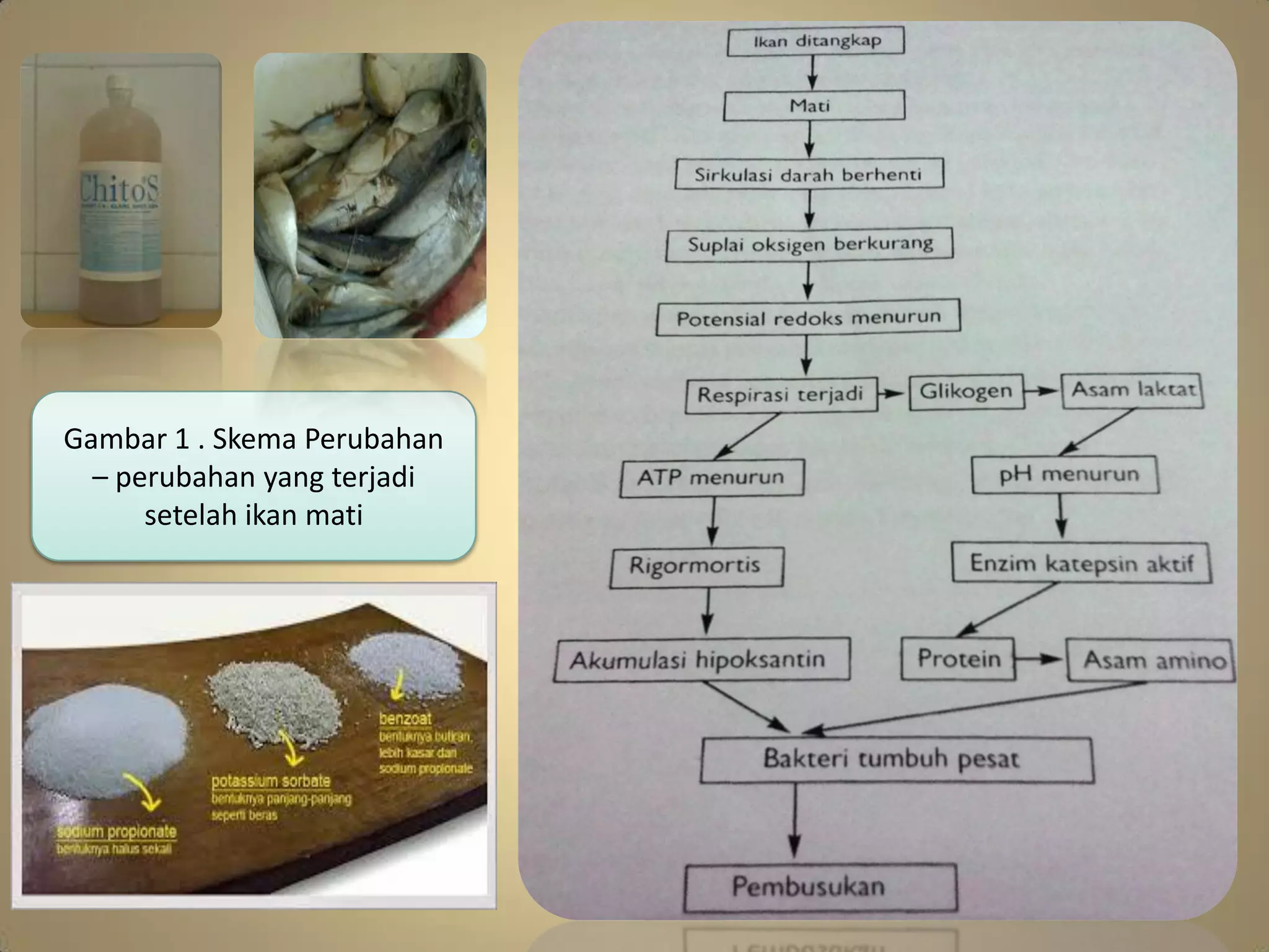 Pertemuan 5. penurunan tingkat kesegaran ikan | PDF