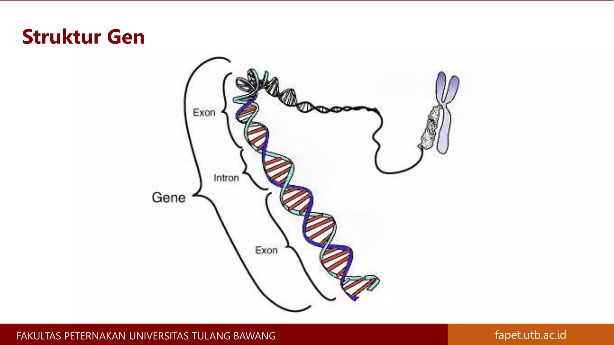 Materi Genetik Kromosom, Gen, DNA, dan RNA - Materi Genetika Ternak | PPTX