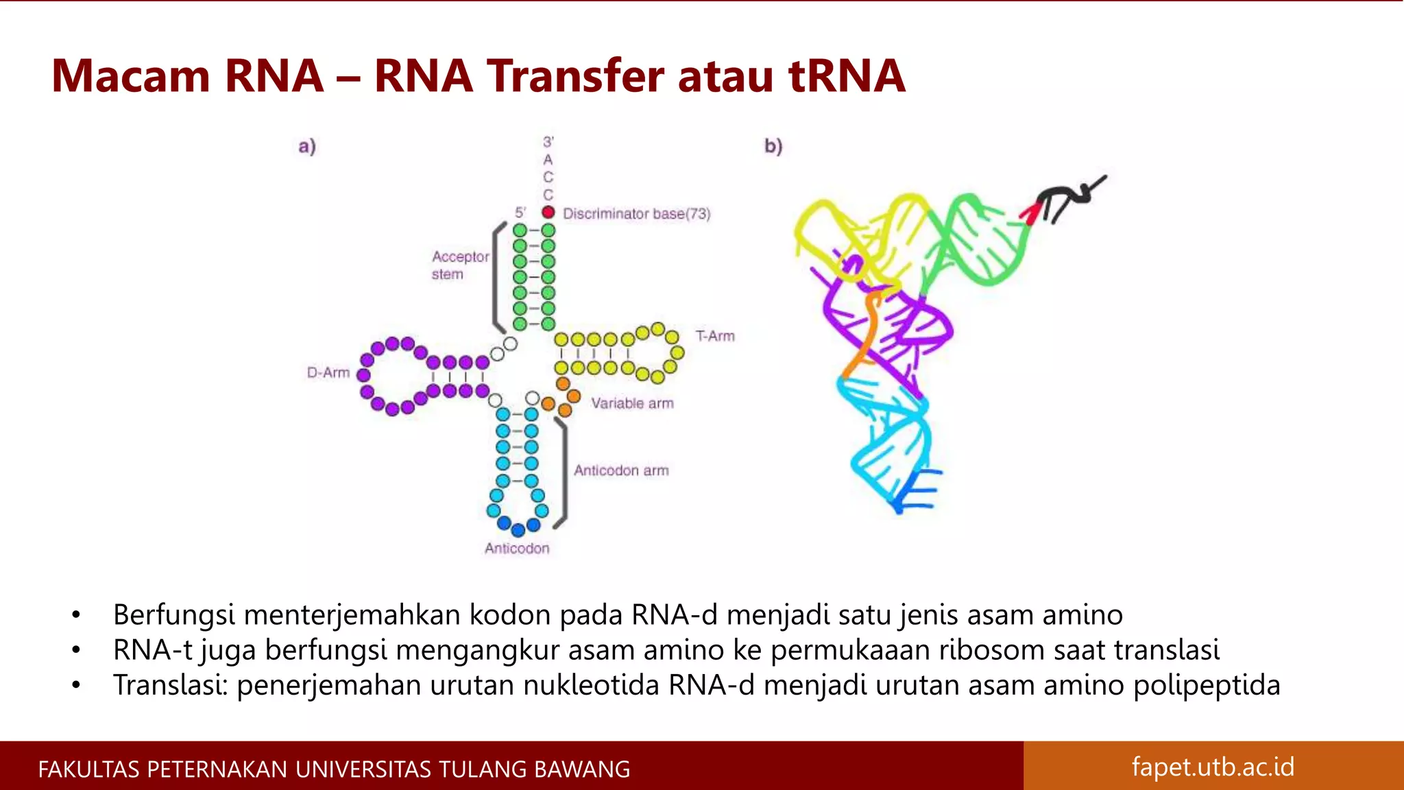 Materi Genetik Kromosom, Gen, DNA, dan RNA - Materi Genetika Ternak | PPTX