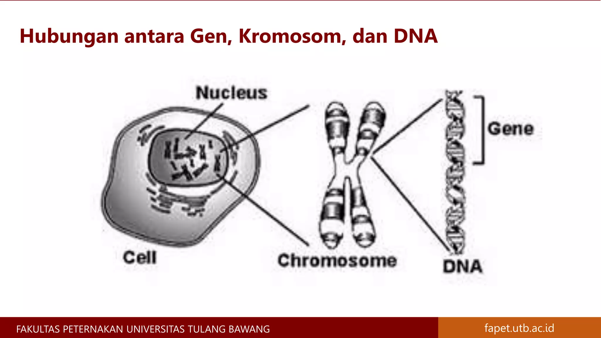Materi Genetik Kromosom, Gen, DNA, dan RNA - Materi Genetika Ternak | PPTX