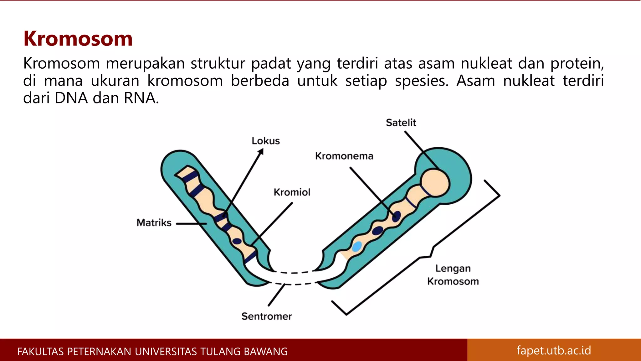Materi Genetik Kromosom, Gen, DNA, dan RNA - Materi Genetika Ternak | PPTX