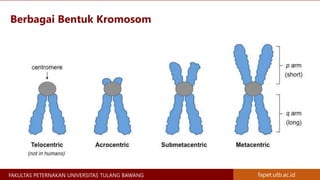 Materi Genetik Kromosom, Gen, DNA, dan RNA - Materi Genetika Ternak | PPTX