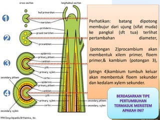 Pertemuan 5 Struktur dan fungsi tumbuhan.pptx
