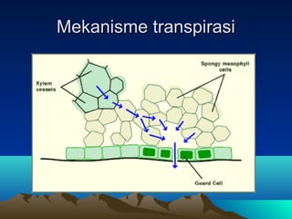Transpirasi | PPT