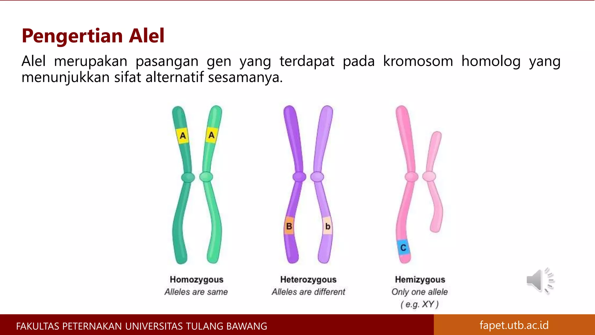 Alel dan Gen Ganda - Materi Genetika Ternak | PPTX