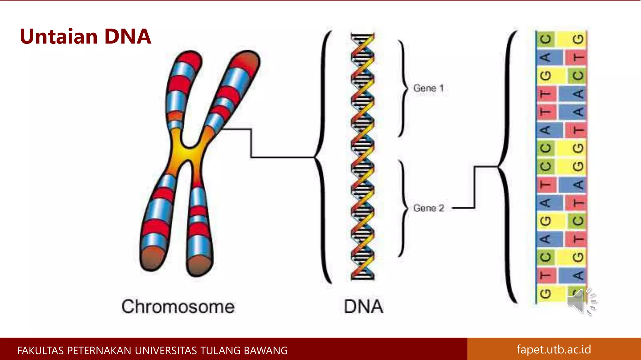 Alel dan Gen Ganda - Materi Genetika Ternak | PPTX