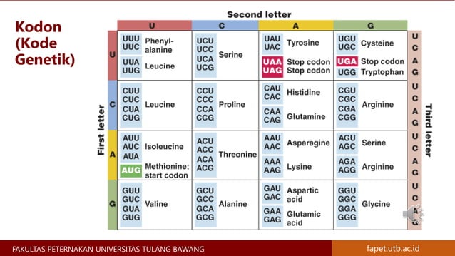 Alel dan Gen Ganda - Materi Genetika Ternak | PPTX