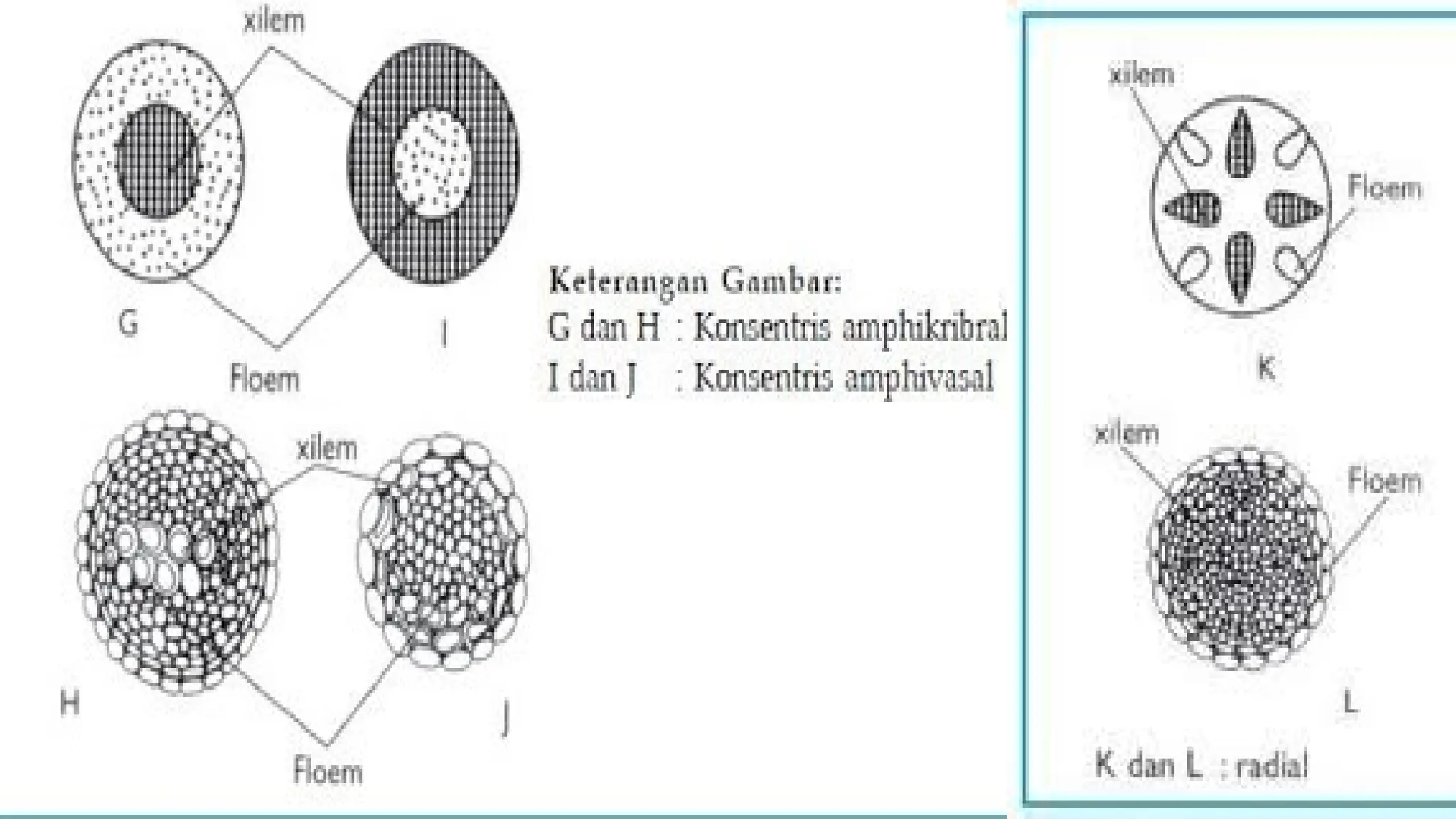Pertemuan 6. Jaringan Vaskuler pada Tumbuhan.pptx