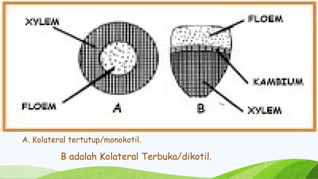 Pertemuan 6. Jaringan Vaskuler pada Tumbuhan.pptx