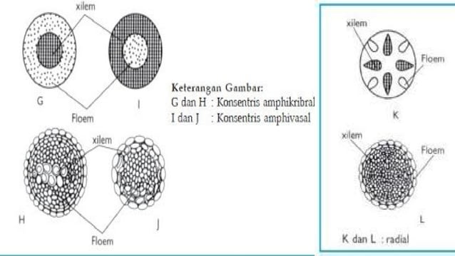 Pertemuan 6. Jaringan Vaskuler pada Tumbuhan.pptx