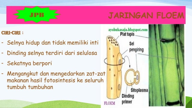 Pertemuan 6. Jaringan Vaskuler pada Tumbuhan.pptx