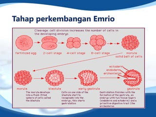 Pertemuan 6 (1).pptx