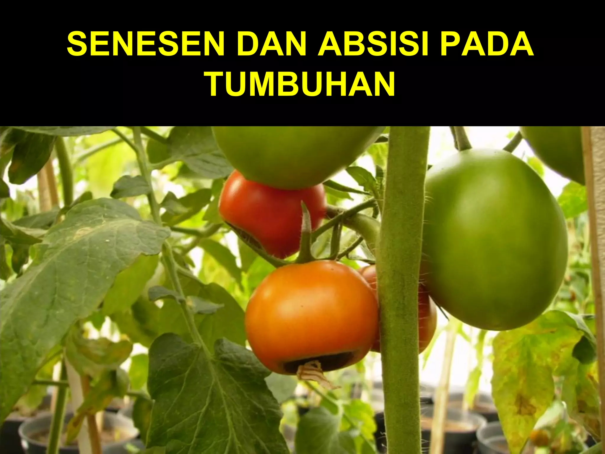 Pertemuan 6 (senesens & absisi) | PDF