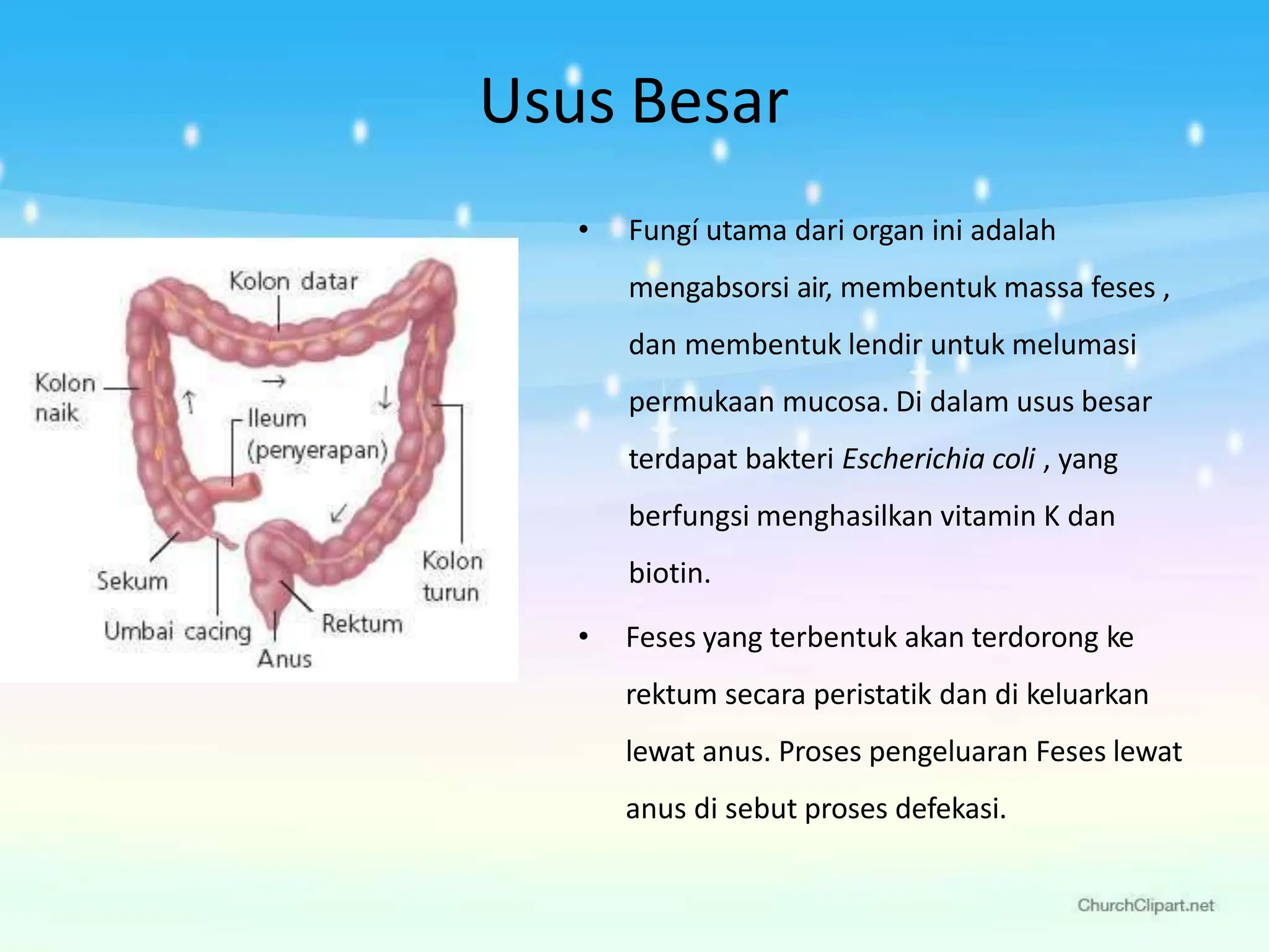 Pertemuan 6 Sistem pencernaan manusia.pptx