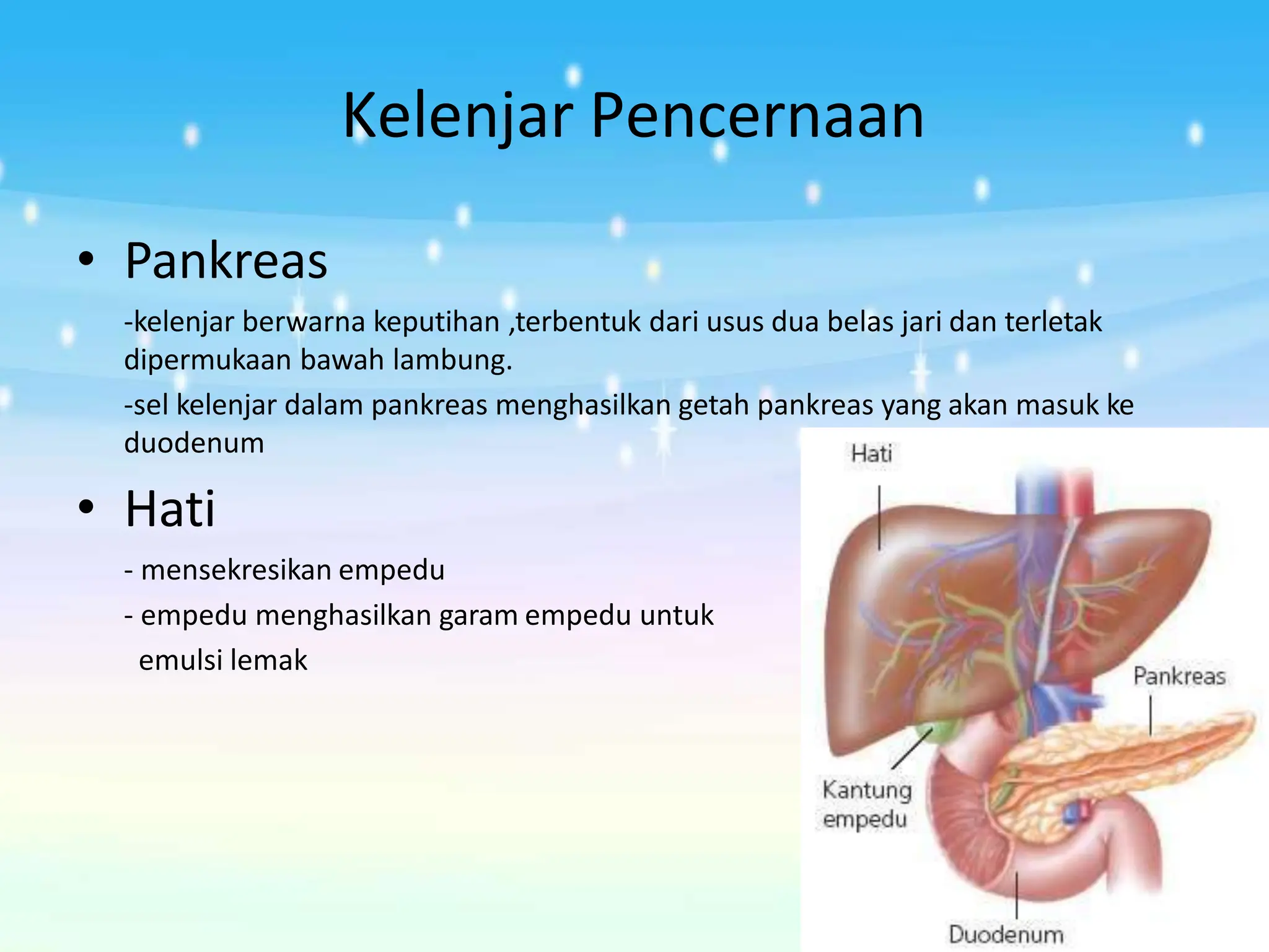 Pertemuan 6 Sistem pencernaan manusia.pptx