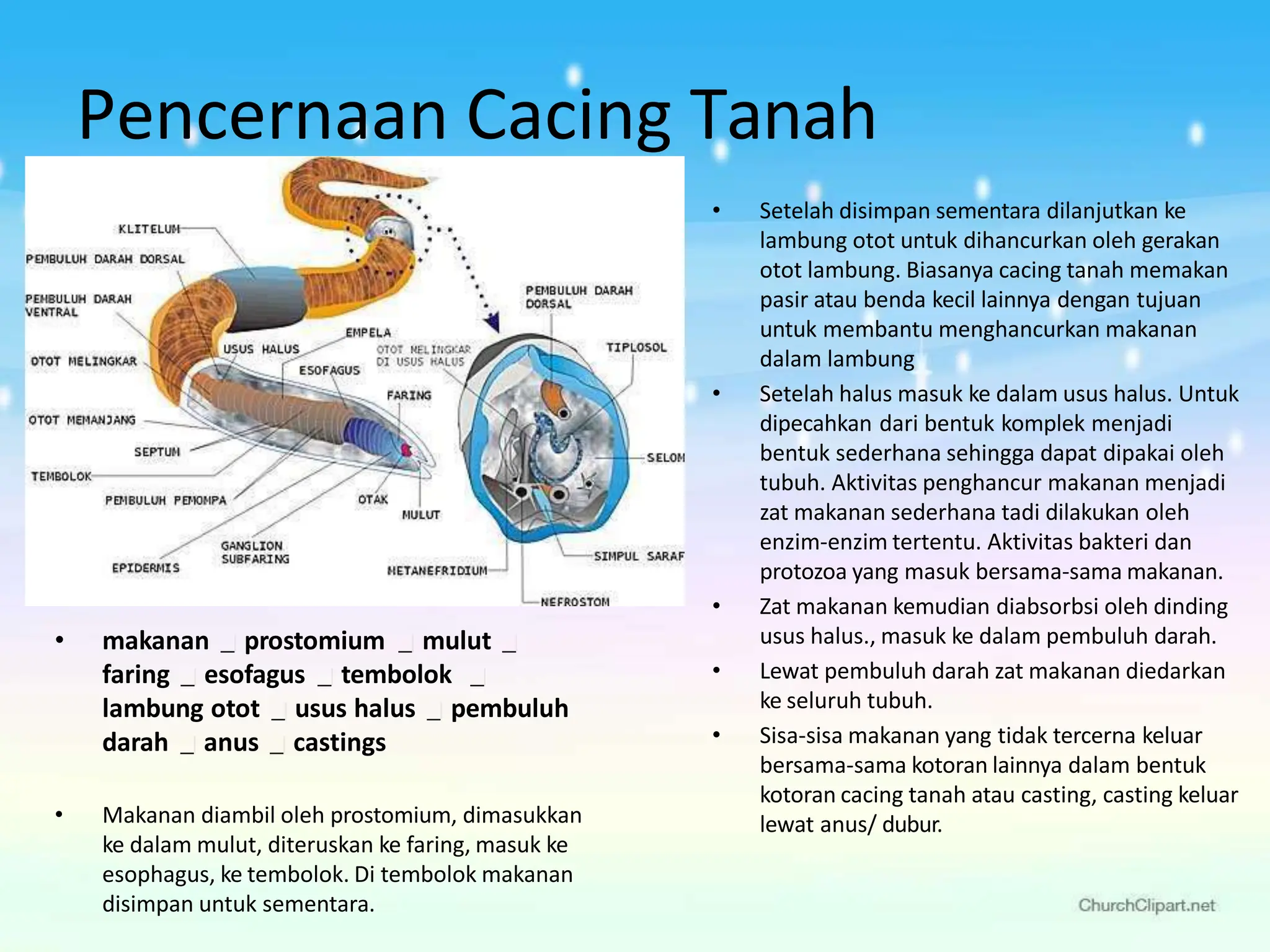 Pertemuan 6 Sistem pencernaan manusia.pptx