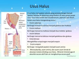 Pertemuan 6 Sistem pencernaan manusia.pptx