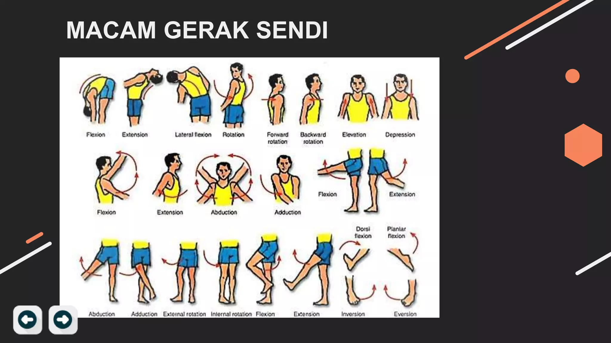 Sendi manusia | PPTX