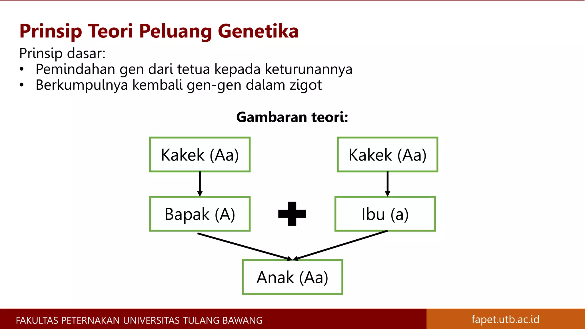 Teori Peluang Genetika - Materi Genetika Ternak | PPTX