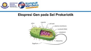 Ekspresi Gen pada Sel Prokariotik: Organisme prokariotik tidak memiliki ...