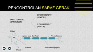 Pengontrolan Syaraf Gerak | PPTX