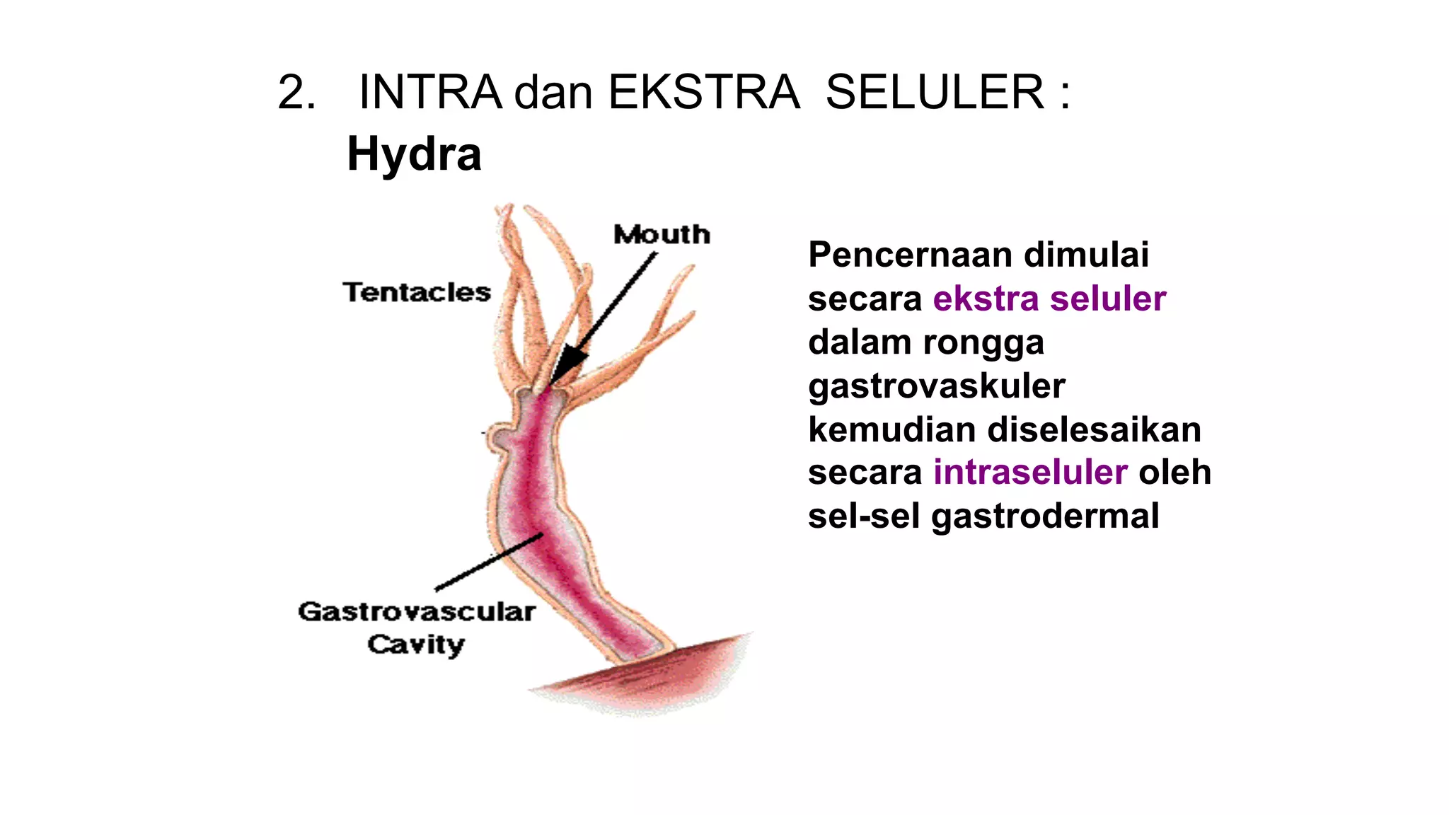 Pertemuan 9 Sistema digestoria.pdf