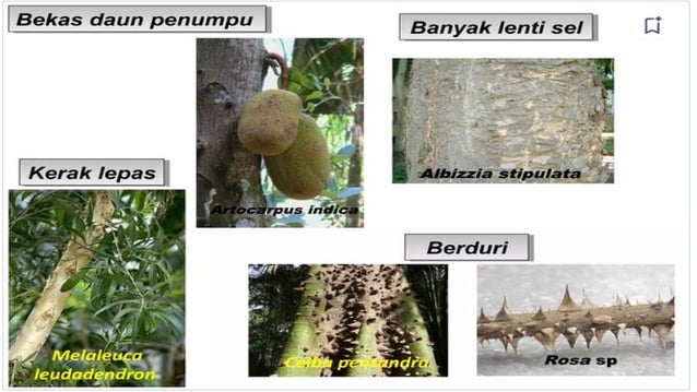 pertemuan 9_Struktur dan Perkembangan Batang.pptx