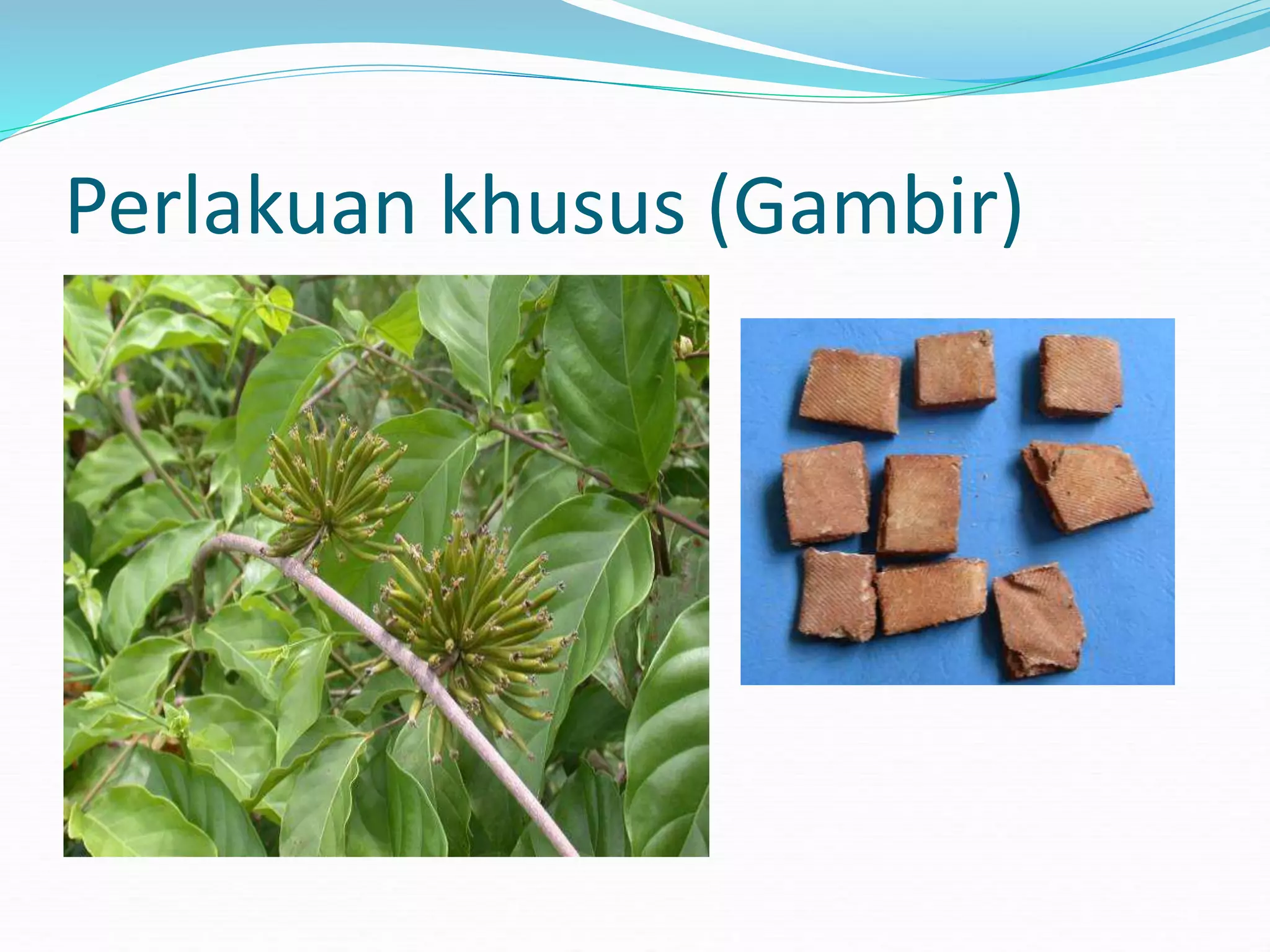 PERTEMUAN II SIMPLISIA.ppt