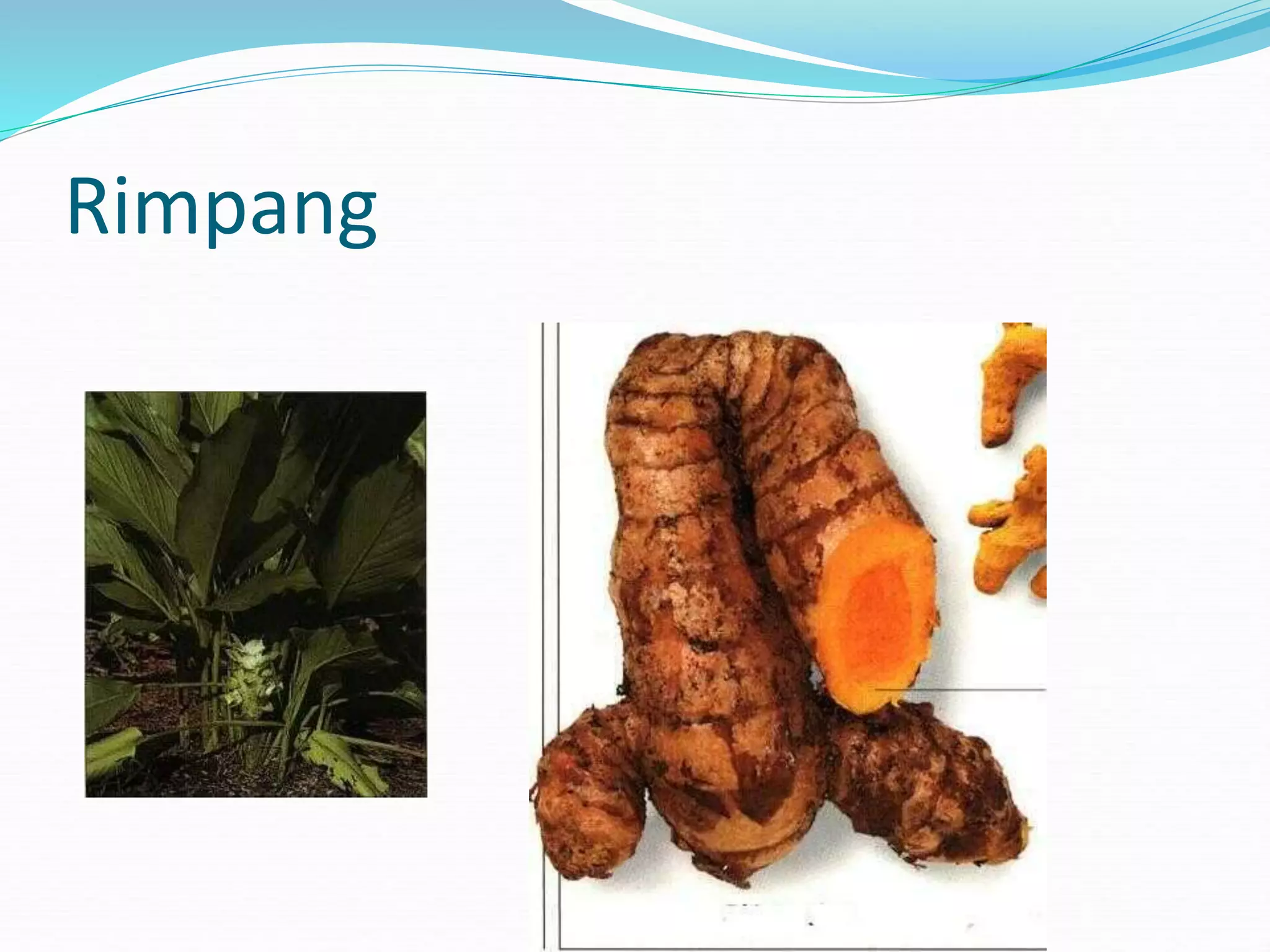 PERTEMUAN II SIMPLISIA.ppt