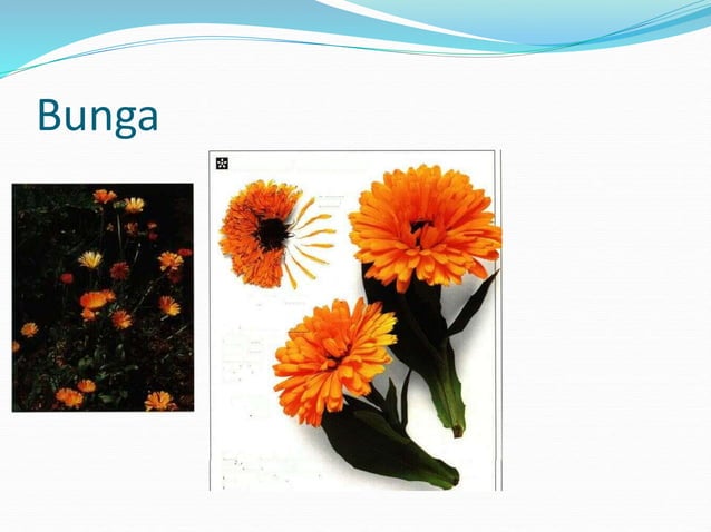 PERTEMUAN II SIMPLISIA.ppt