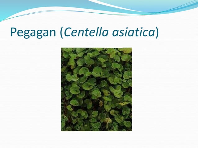 PERTEMUAN II SIMPLISIA.ppt