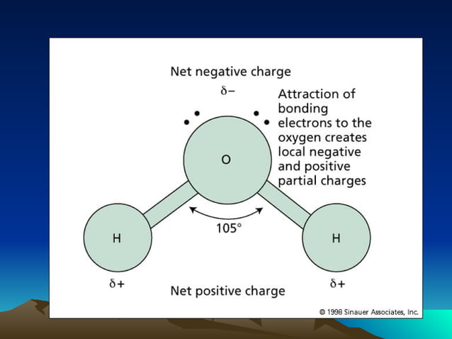 Pertemuan Ke-3.ppt Fisiologi Tumbuhan Imbibisi dan Air | PPT