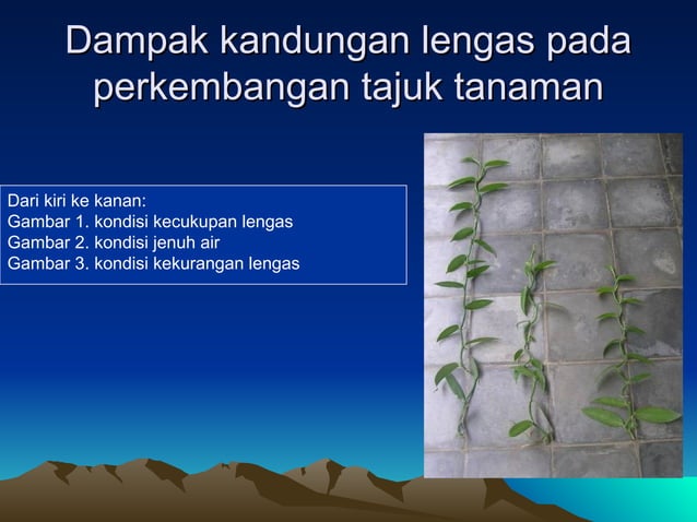 Pertemuan Ke-3.ppt Fisiologi Tumbuhan Imbibisi dan Air | PPT